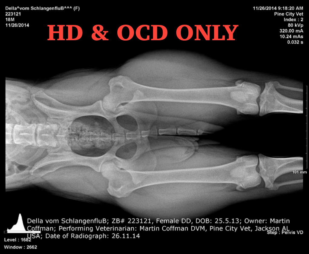 Orthopedic Evaluation Fee (HD & OCD) – VDD Group North America